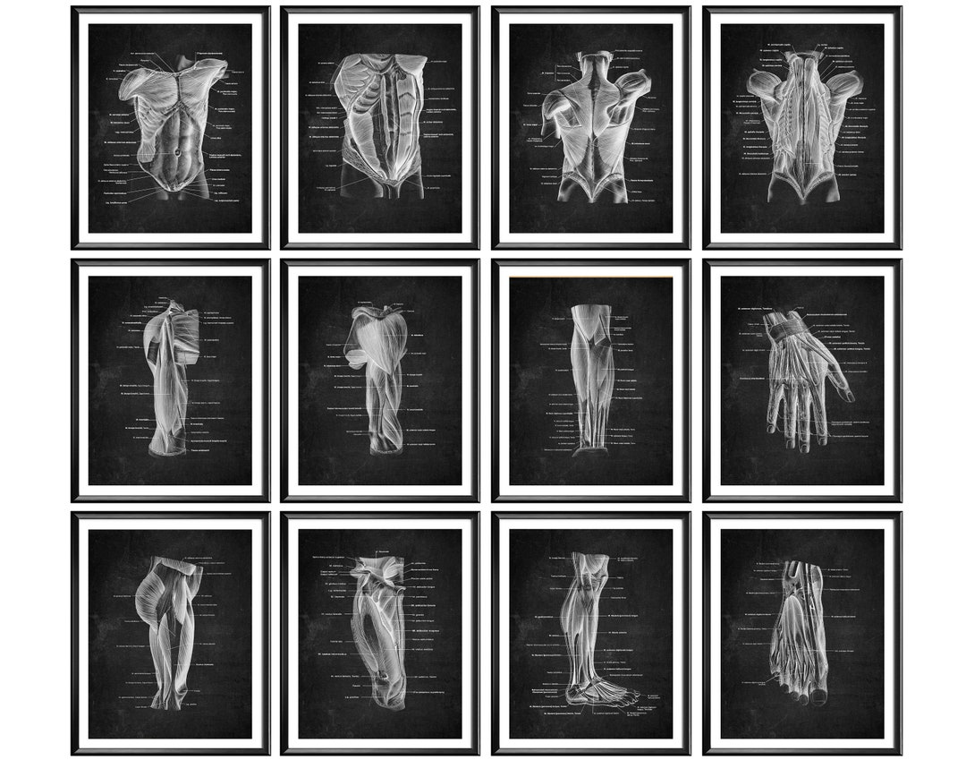 Human Body Diagram Muscles Anatomy Chalkboard Art Medical Art Medicine ...
