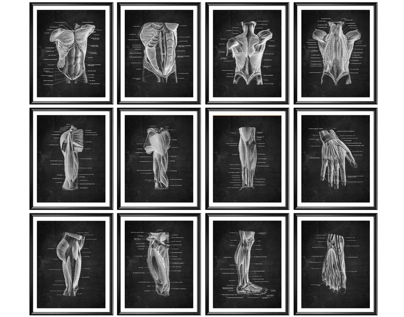 Human Body Diagram Muscles Anatomy Chalkboard Art Medical Art - Etsy