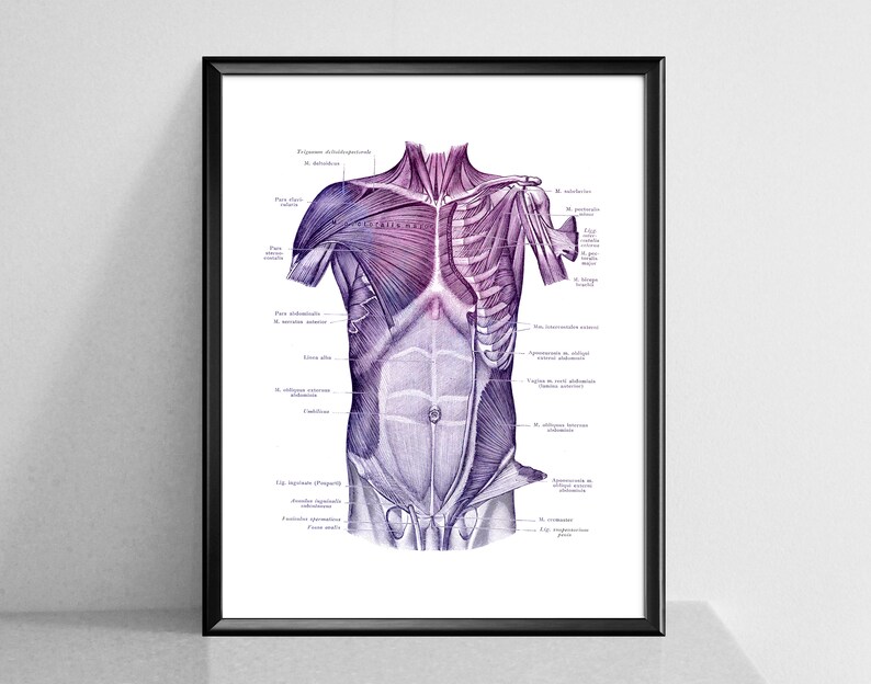6 Torso Anatomy Posters Human Muscular System Diagram Medical - Etsy