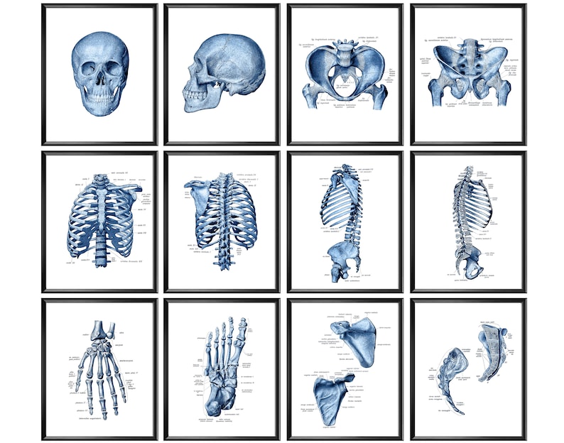 Human Skeletal System Anatomy Poster Set of 12 Skeleton - Etsy