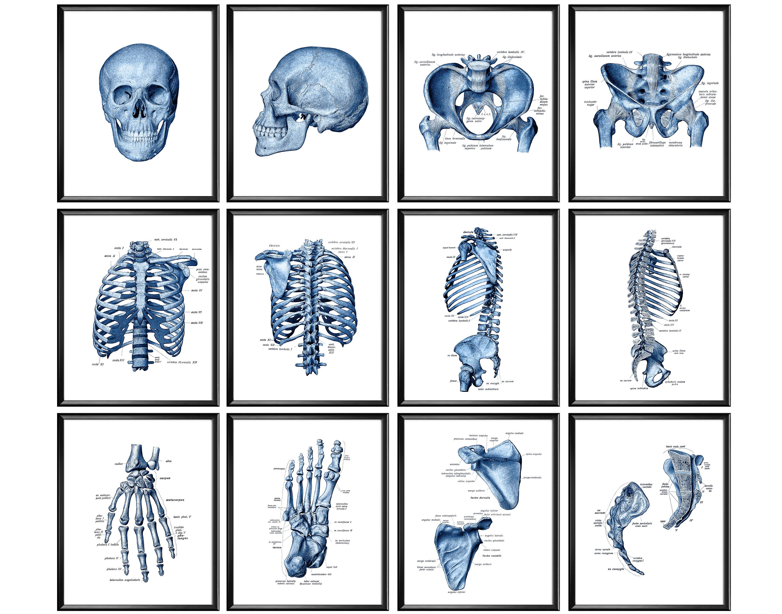 Human Skeletal System Anatomy Poster Set of 12 Skeleton - Etsy Australia