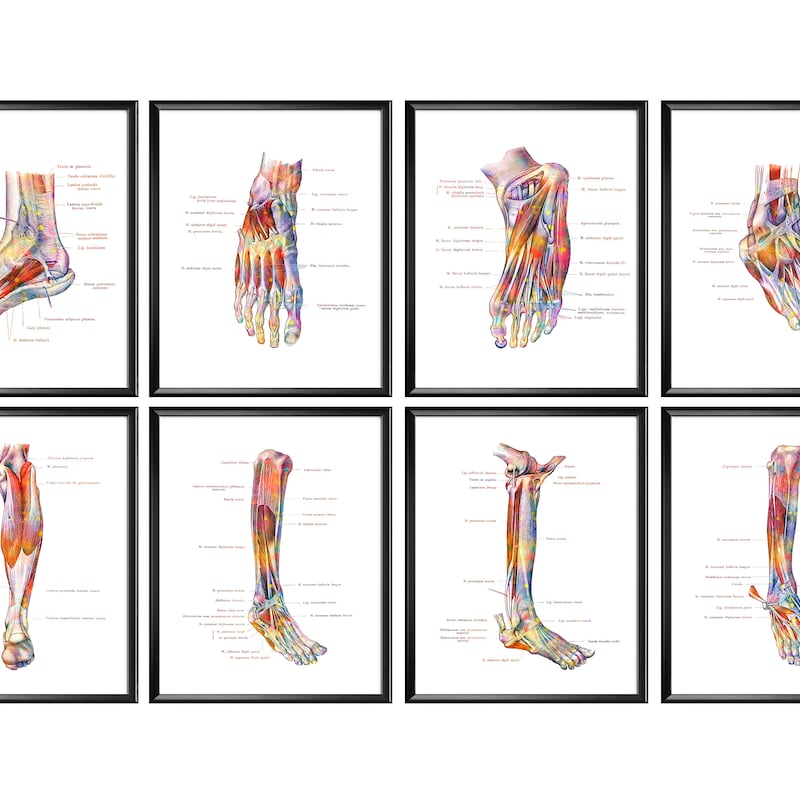 Foot Anatomy Artwork - Etsy