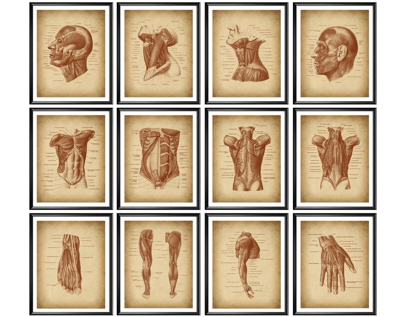 12 Major Muscles Human Anatomy Vintage Posters Labeled Human - Etsy