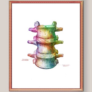 Watercolor Spine Art, Vertebrae Anatomy Art, Lumbar Spine Poster ...