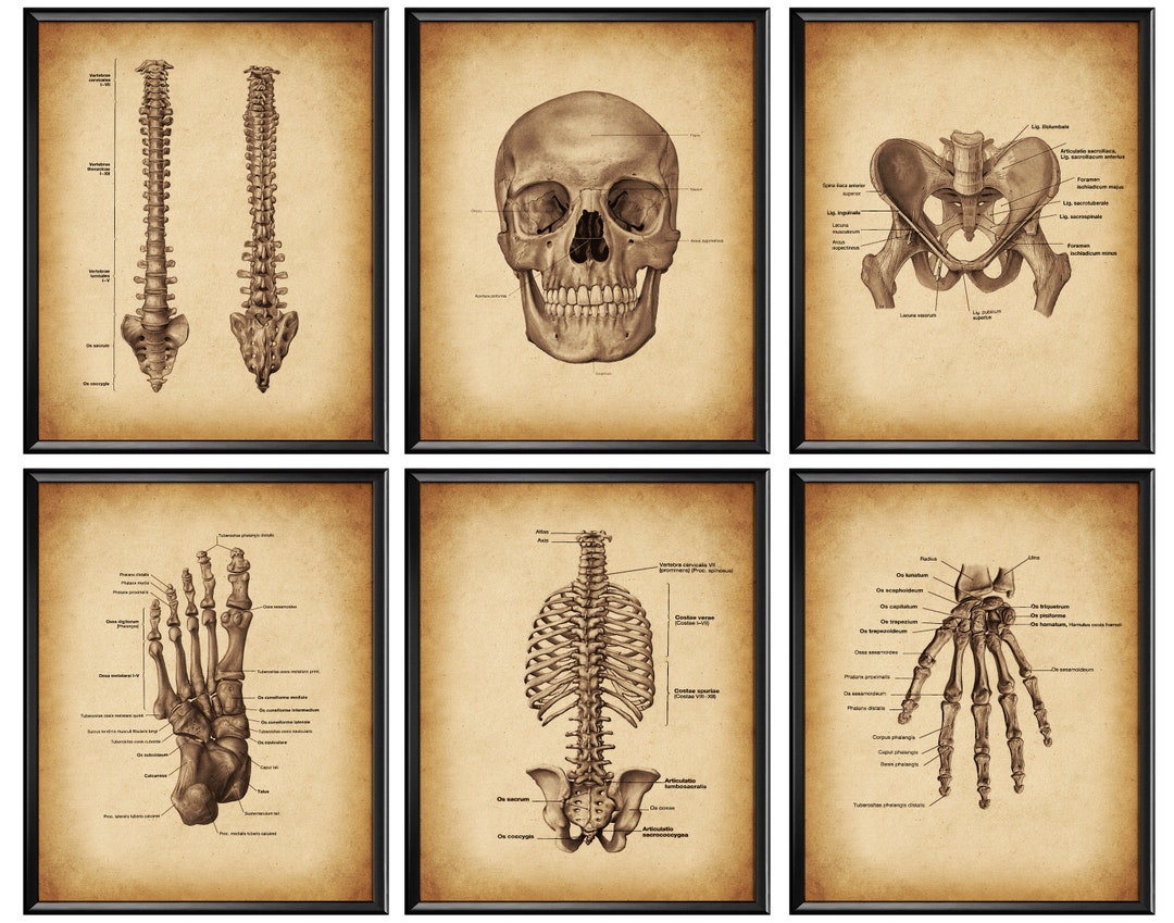 6 Antique Medical Posters Human Skeletal System Diagram Skeleton Bones ...