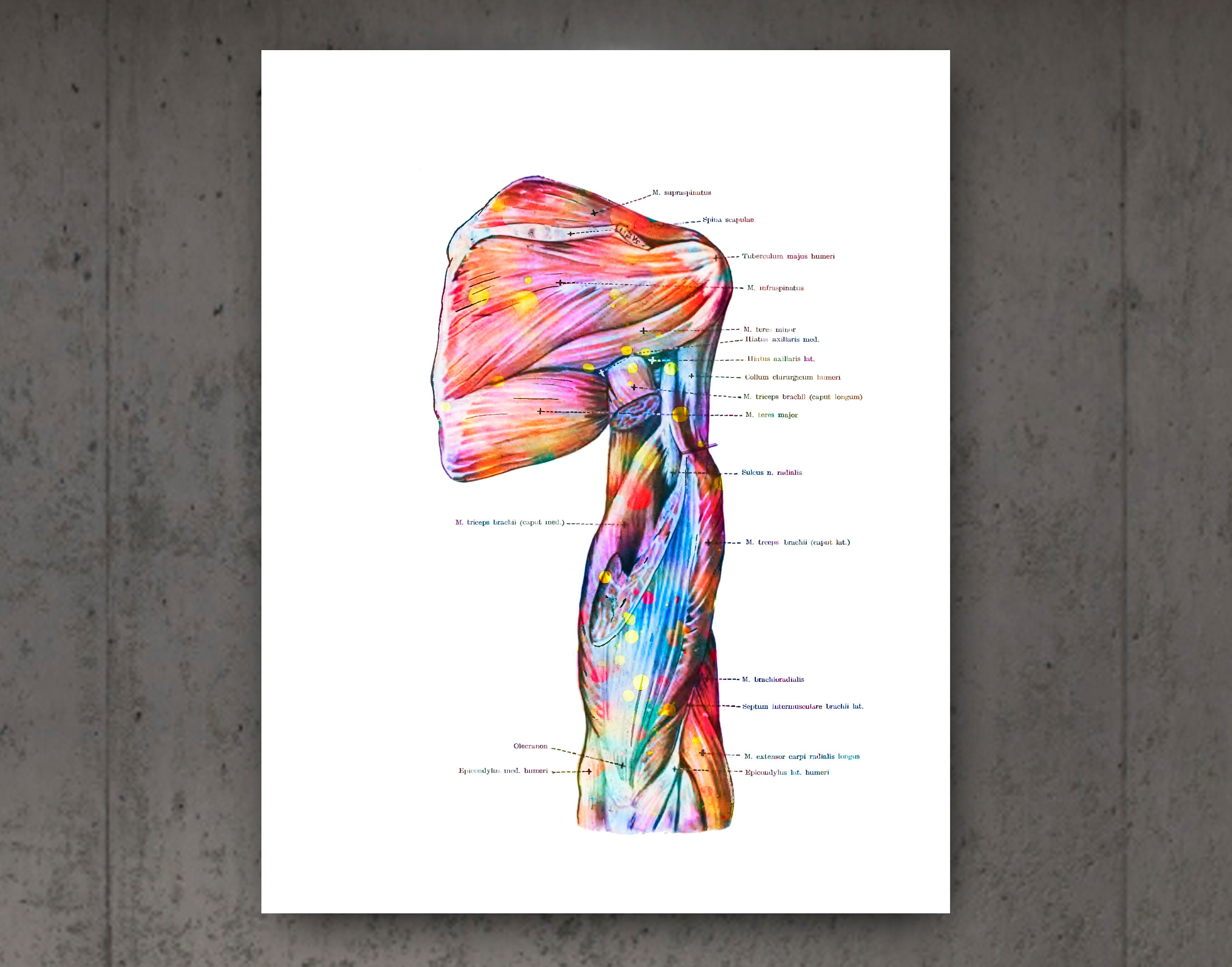 8 Anatomical Hand Muscular System Art Arm Muscles Poster Medical Art ...