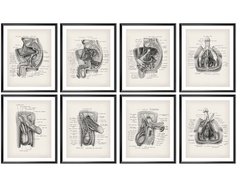8 Vintage Male Reproductive System Anatomy Poster Medical Art - Etsy