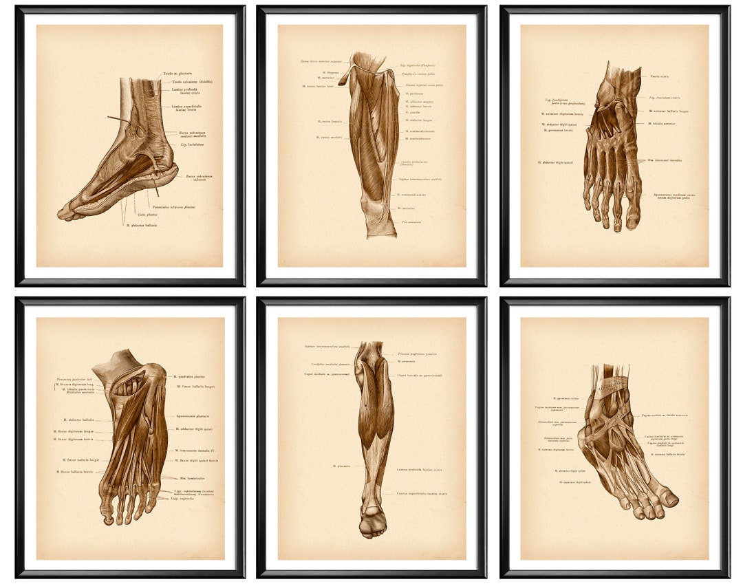 Foot Anatomy Poster Vintage Anatomy Art Podiatry Print Orthopedic Gift ...