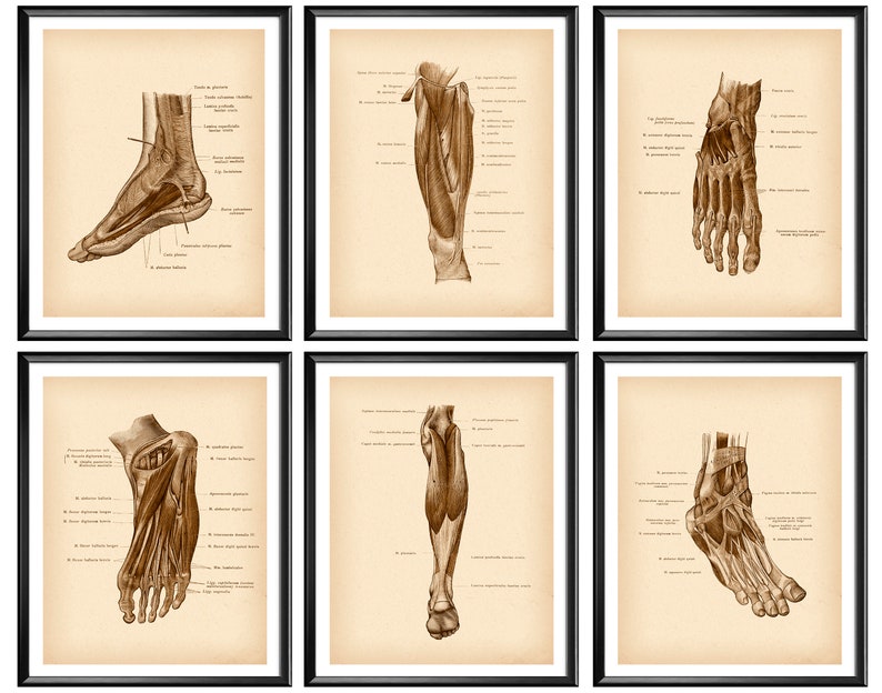 Foot Anatomy Poster Vintage Anatomy Art Podiatry Print - Etsy