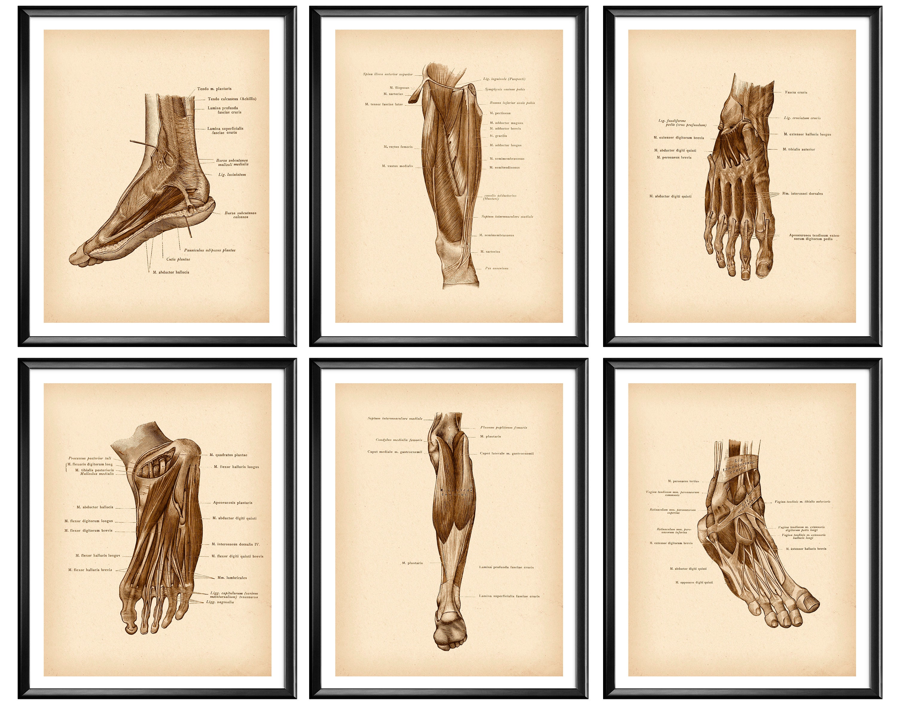 Foot Anatomy Poster Vintage Anatomy Art Podiatry Print Orthopedic Gift ...