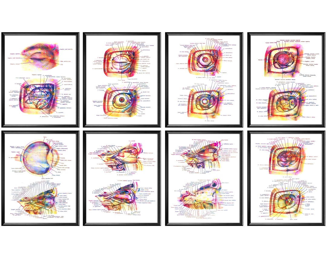 8 Optician Gift Human Eye Diagram Eye Anatomy Inner Structure Posters ...