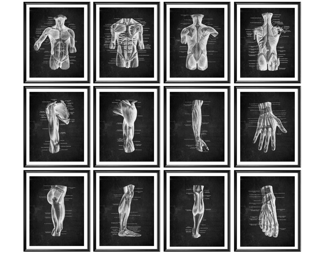 12 Anatomy Muscular System Art Medical Poster Chalkboard Art Human ...