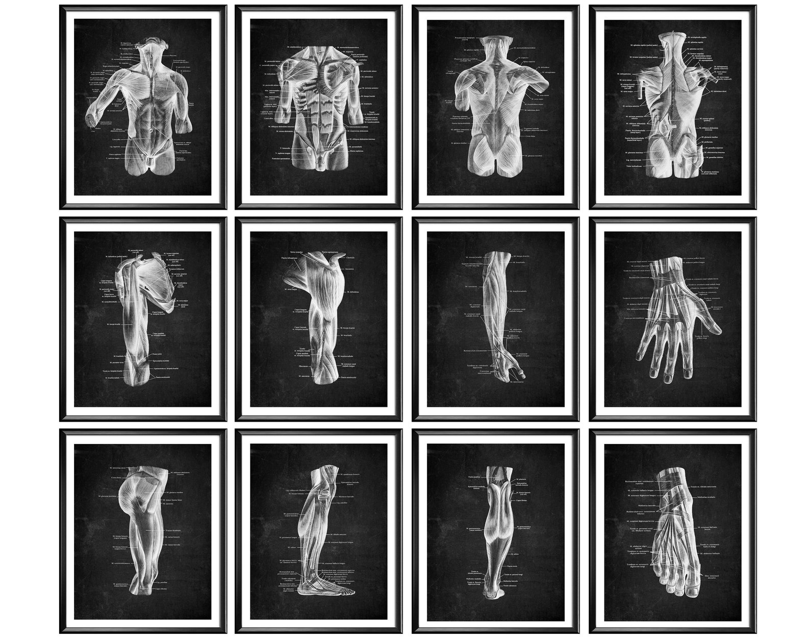 12 Anatomy Muscular System Art Medical Poster Chalkboard Art - Etsy