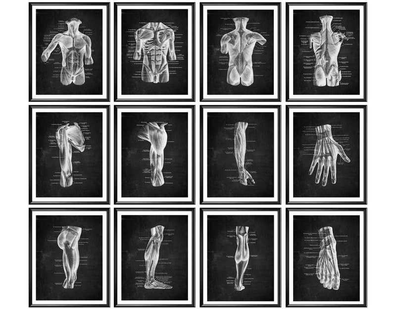 12 Anatomy Muscular System Art Medical Poster Chalkboard Art Human ...