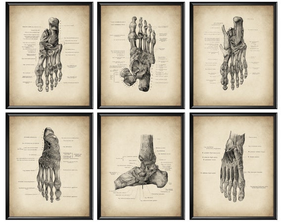 6 Anatomical Foot Poster Vintage Anatomy Drawing Foot Bones | Etsy