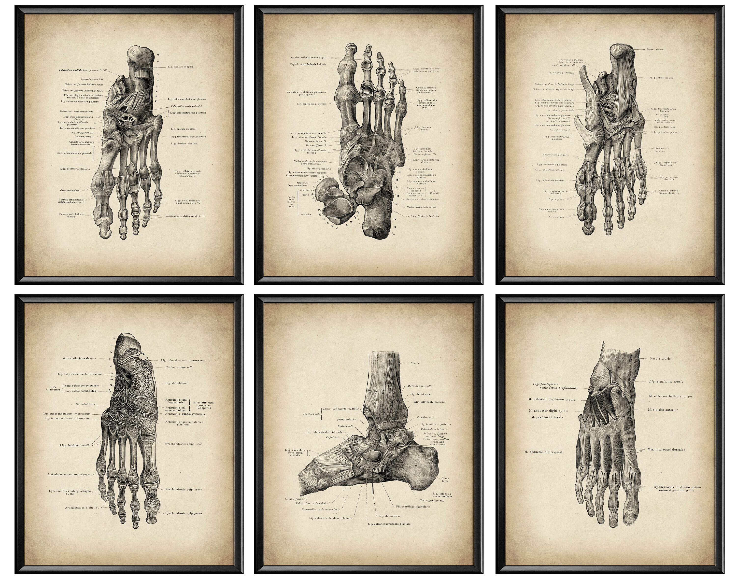 6 Anatomical Foot Poster Vintage Anatomy Drawing Foot Bones | Etsy