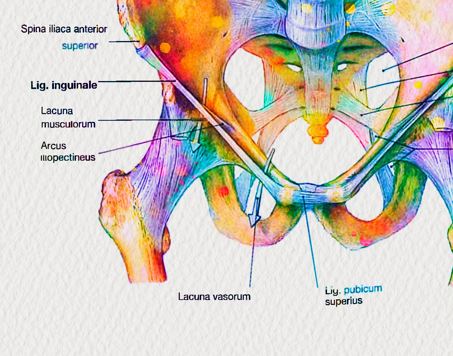Skeletal Bones Anatomy Poster Set of 8 Chiropractic Art | Etsy