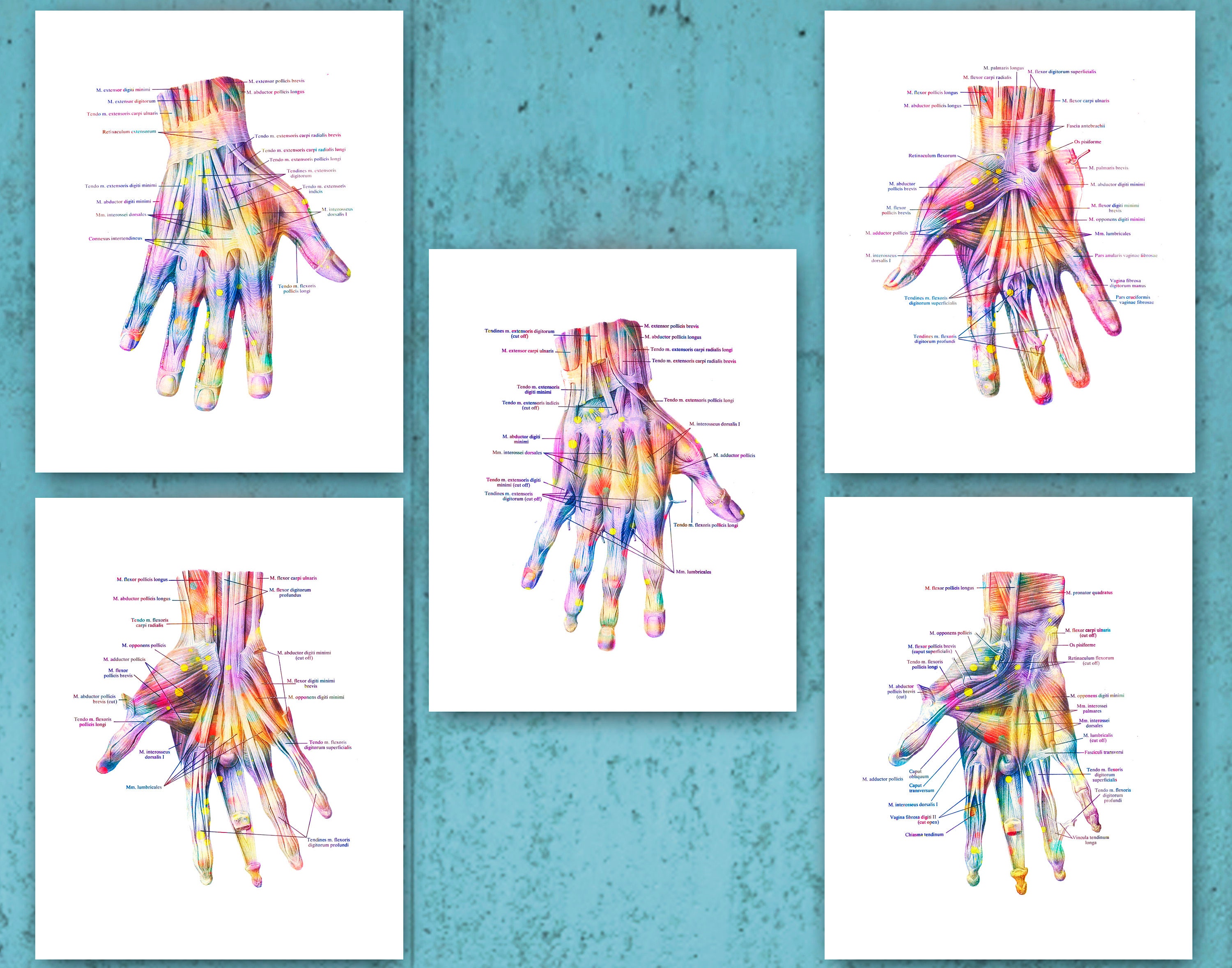 5 Hand Anatomy Art Medical Poster Upper Limb Physiology Art Hand ...