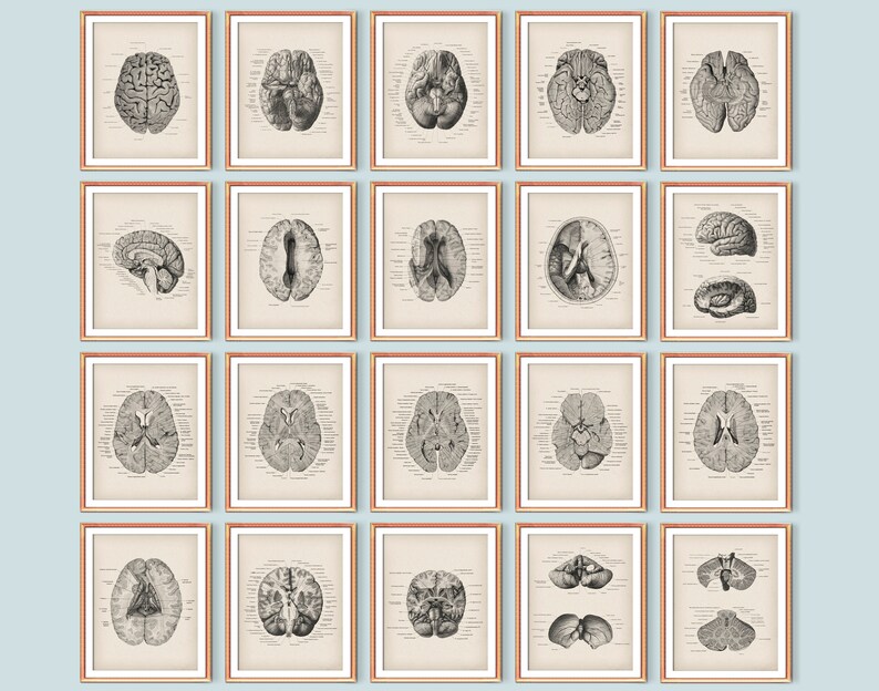 20 Anatomical Brain Structure Posters Neurology Art Medical Art ...