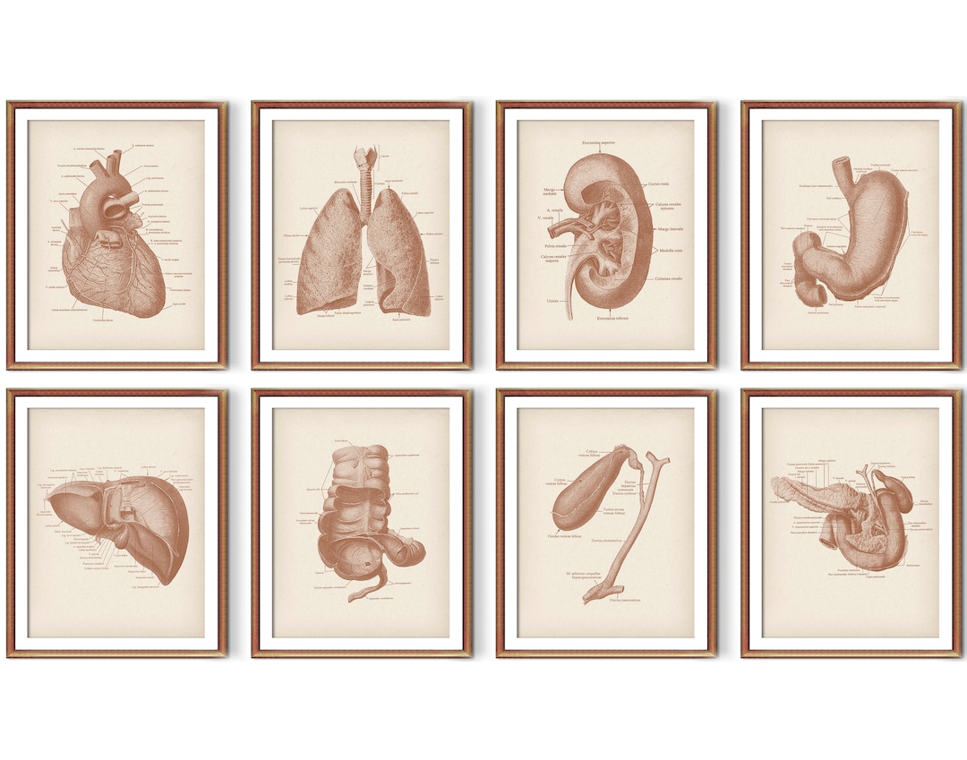 8 Vintage Organs Anatomy Posters Internal Organs Print Medical Art ...