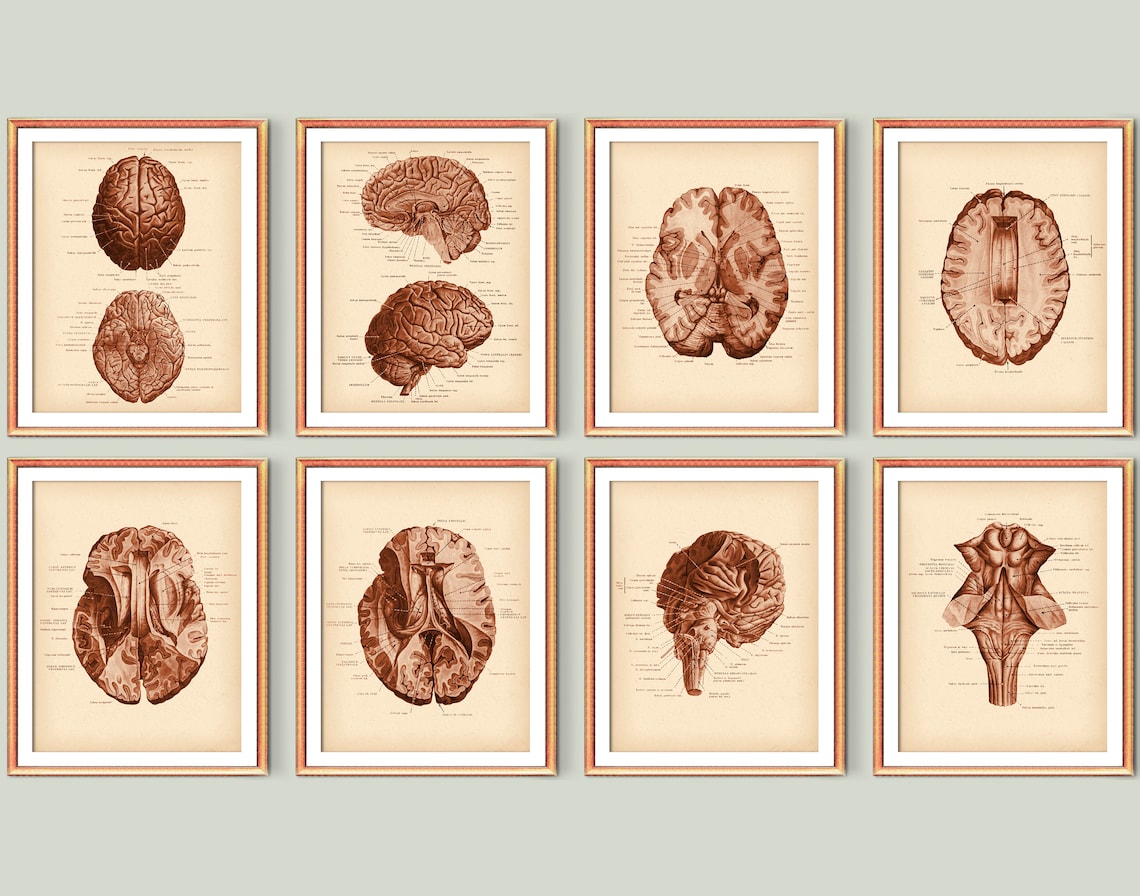 Neuroanatomy Posters Vintage Medical Art Human Brain Anatomy | Etsy