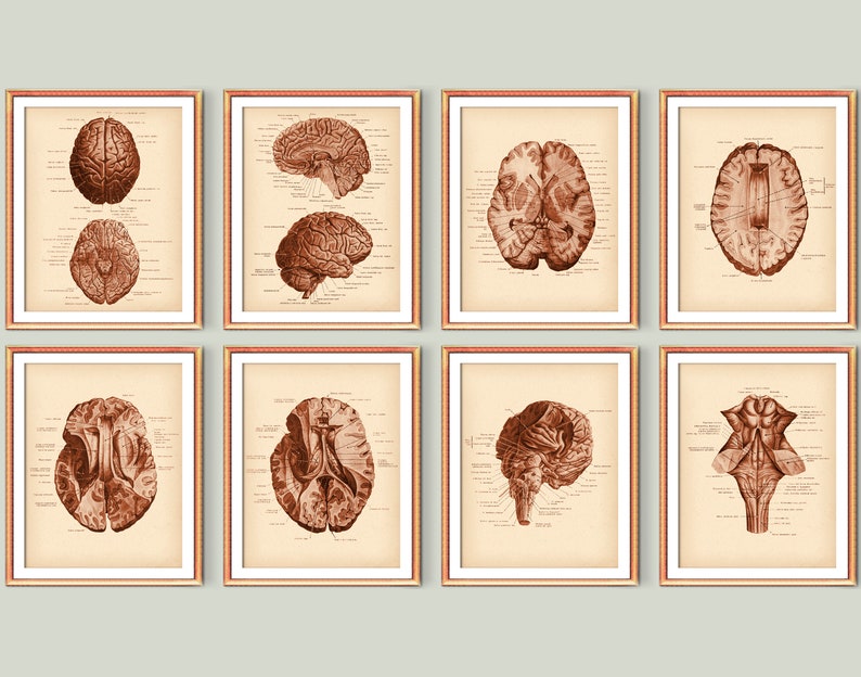 Neuroanatomy Posters Vintage Medical Art Human Brain Anatomy | Etsy