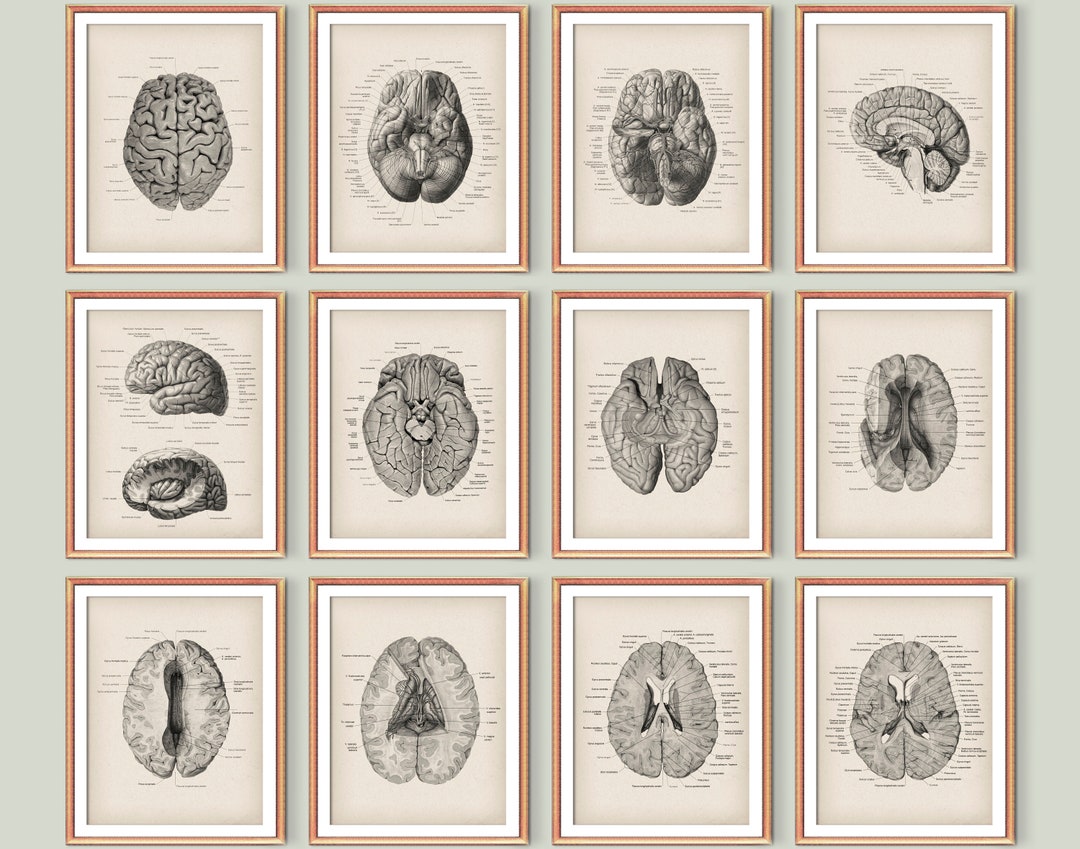 Set 12 Anatomical Brain Posters Neurology Art Vintage Medical Art ...