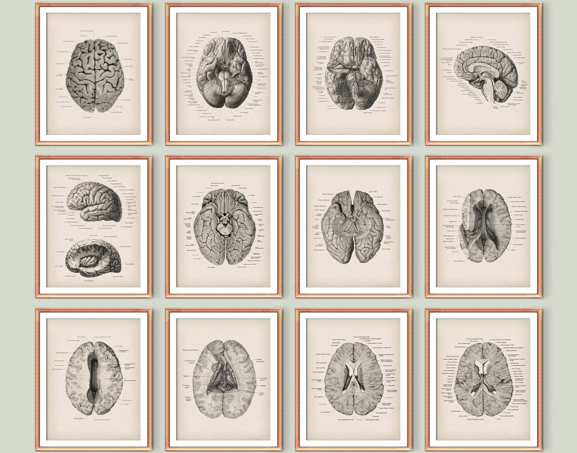 Set 12 Anatomical Brain Posters Neurology Art Vintage Medical - Etsy