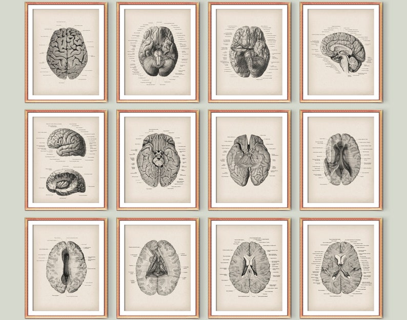 Set 12 Anatomical Brain Posters Neurology Art Vintage Medical - Etsy