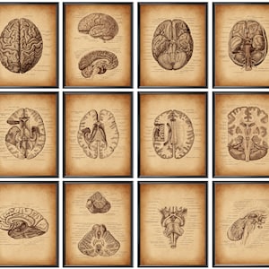 Vintage Brain Anatomy Poster Set 12 Anatomical Artwork - Etsy