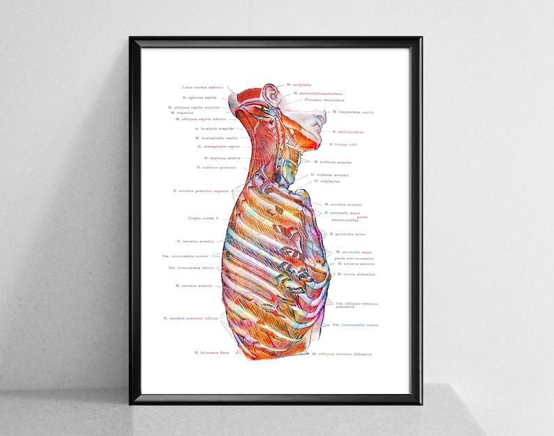 Torso Muscles Anatomy Poster Thorax and Muscles Art Rib Cage Anatomical ...