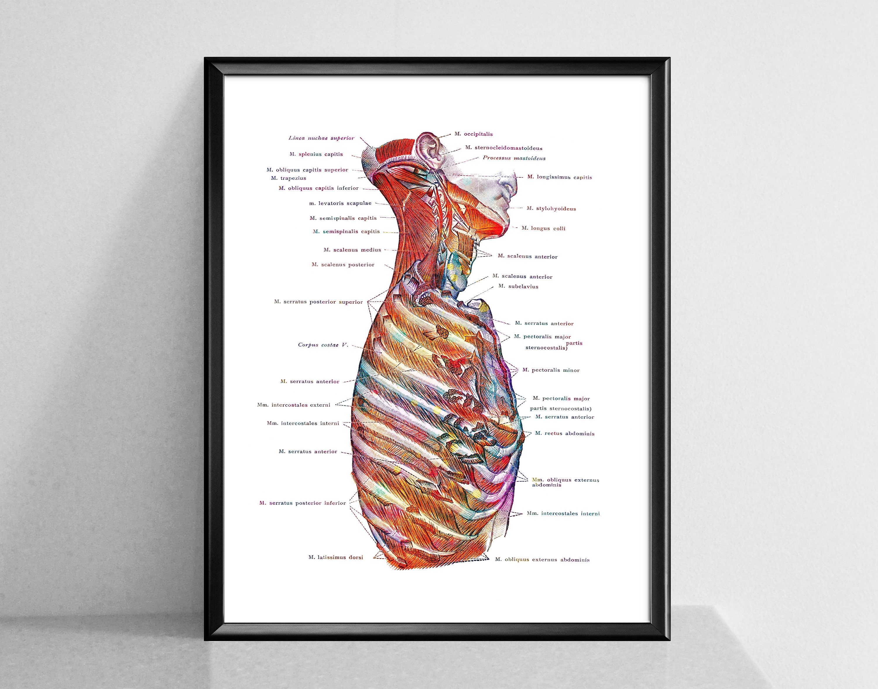 Torso Muscles Anatomy Poster Thorax and Muscles Art Rib Cage - Etsy
