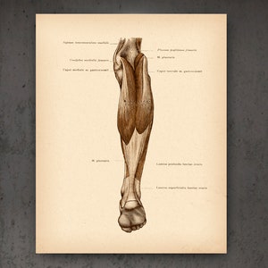 Foot Anatomy Poster Vintage Anatomy Art Podiatry Print Orthopedic Gift ...