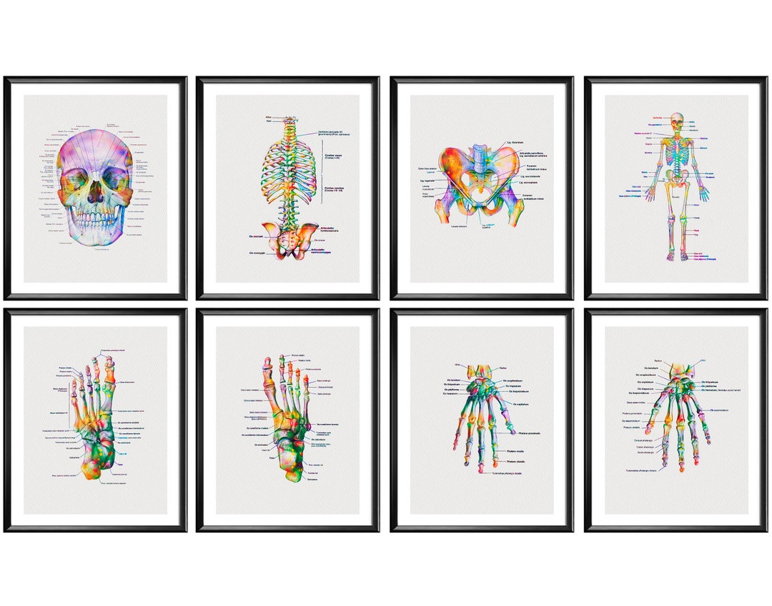 Skeletal Bones Anatomy Poster Set of 8 Chiropractic Art Medical Poster ...
