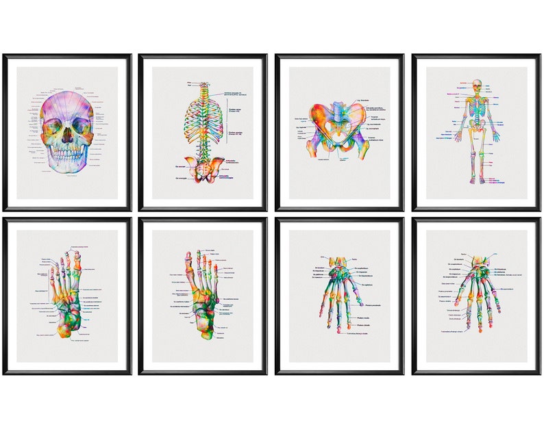 Skeletal Bones Anatomy Poster Set of 8 Chiropractic Art Medical Poster ...