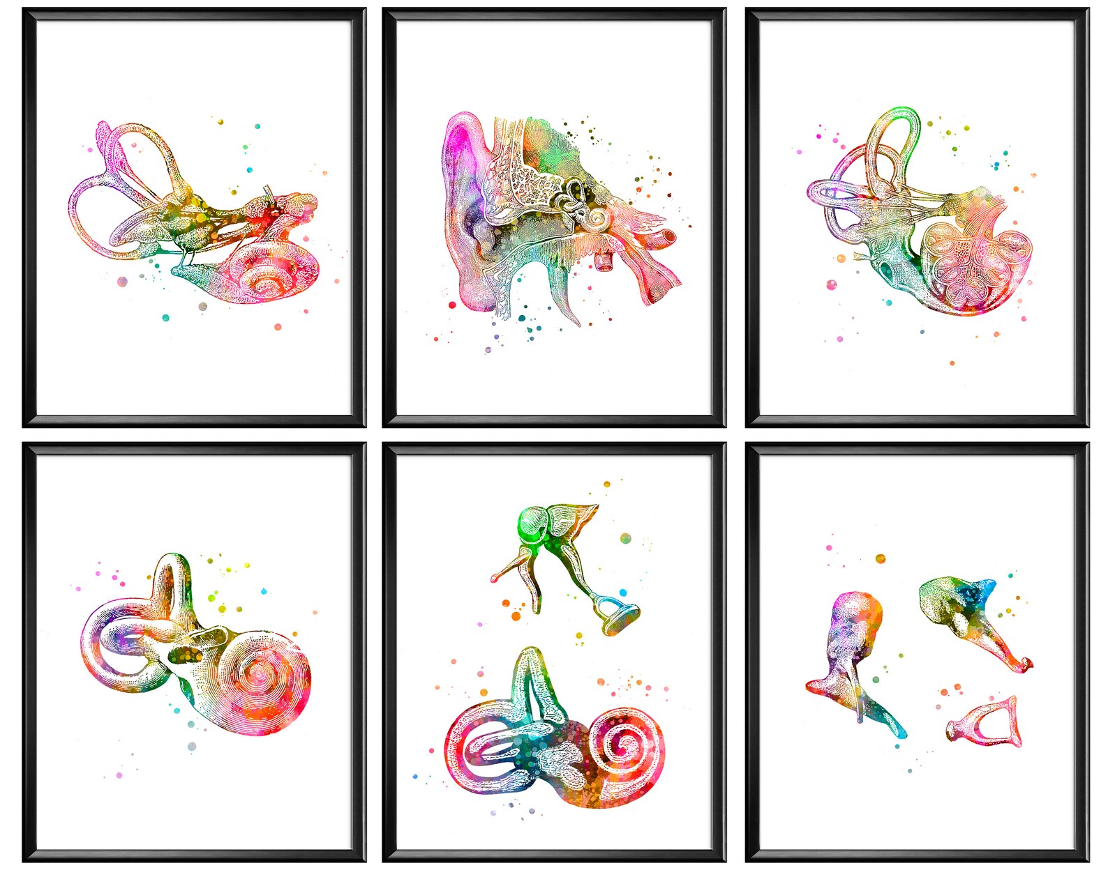 6 Human Ear Anatomy Watercolor Art Cochea Inner Ear Poster Vestibular ...