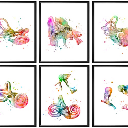 6 Human Ear Anatomy Watercolor Art Cochea Inner Ear Poster - Etsy