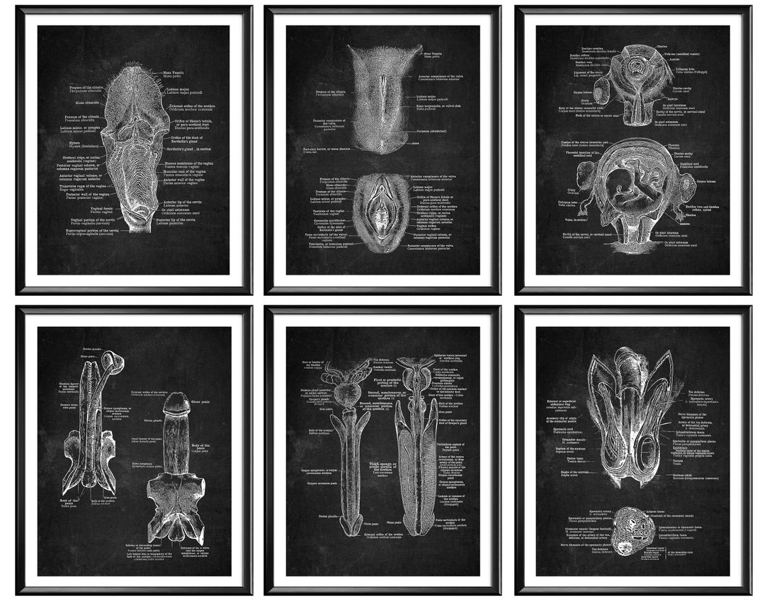 Male and Female Anatomy Poster Set 6 Reproductive System Art - Etsy