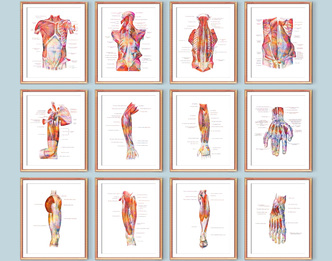 12 Muscles Anatomy Posters Human Body Structure Medical Art - Etsy