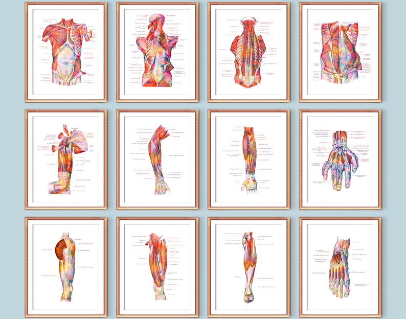 12 Muscles Anatomy Posters Human Body Structure Medical Art - Etsy
