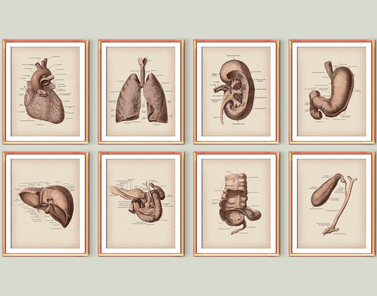 Anatomical Organs Medical Poster Set Human Anatomy Art Print - Etsy