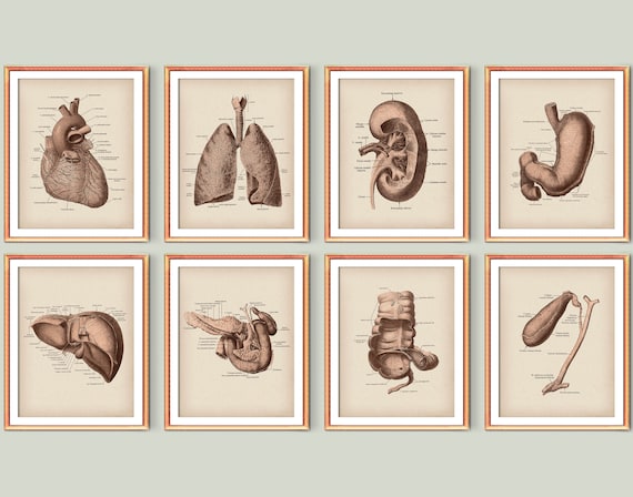 Anatomical Organs Medical Poster Set Human Anatomy Art Print | Etsy