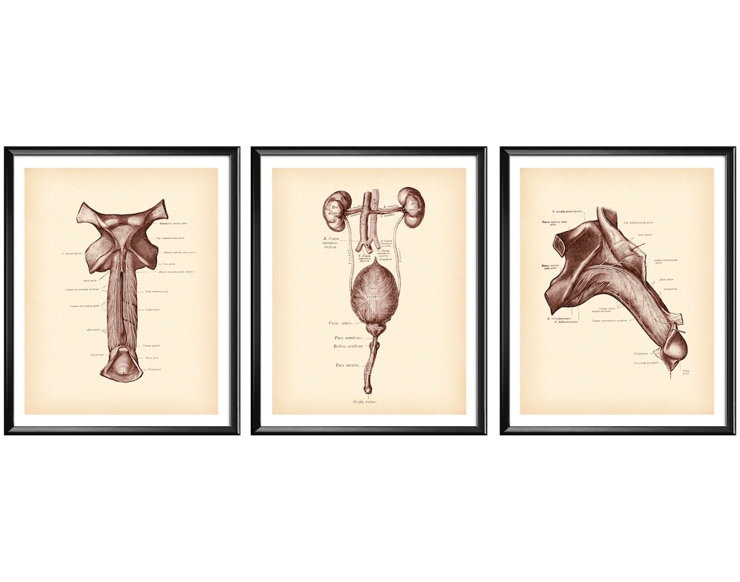 Male Urinary System Art, Vintage Anatomy Art, Anatomical Penis, Medical ...