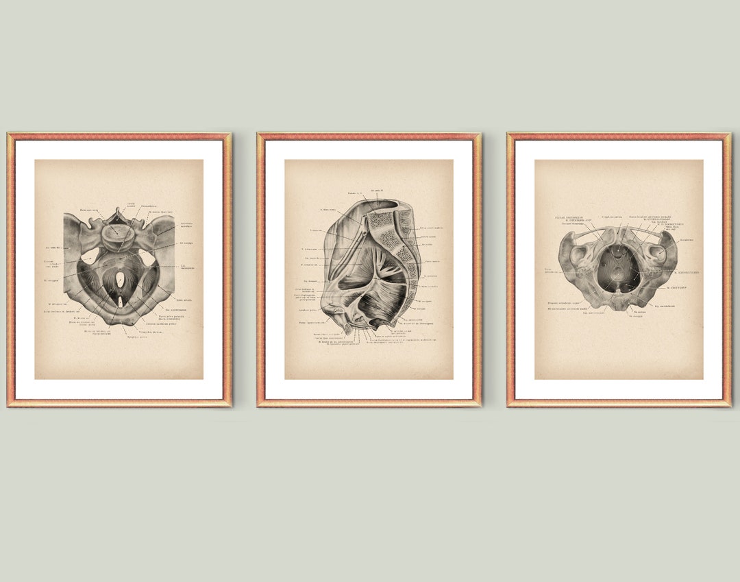 Muscles of Pelvic Floor Poster Set 3 Female Anatomy Medical Decor Human ...