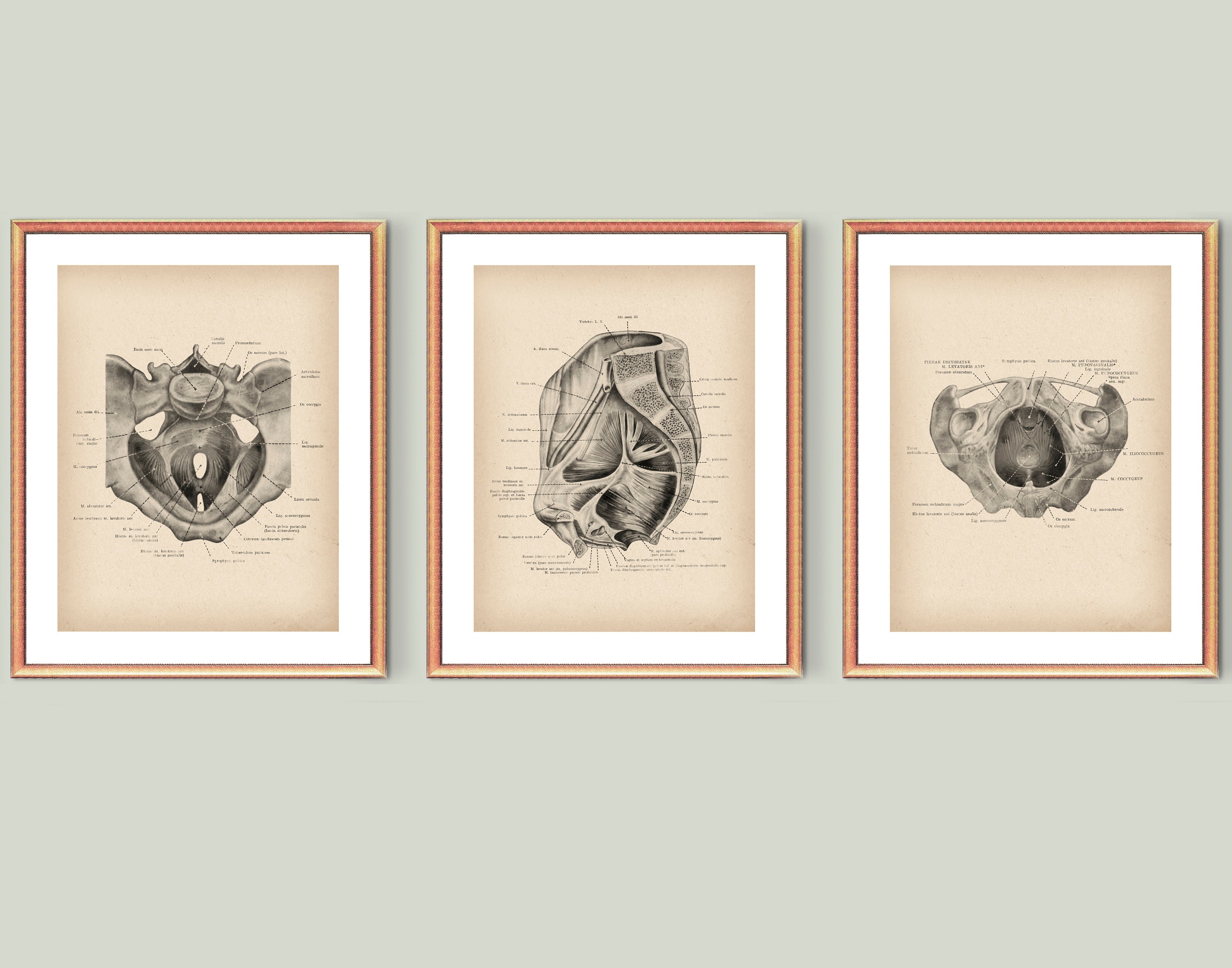 Muscles of Pelvic Floor Poster Set 3 Female Anatomy Medical Decor Human ...