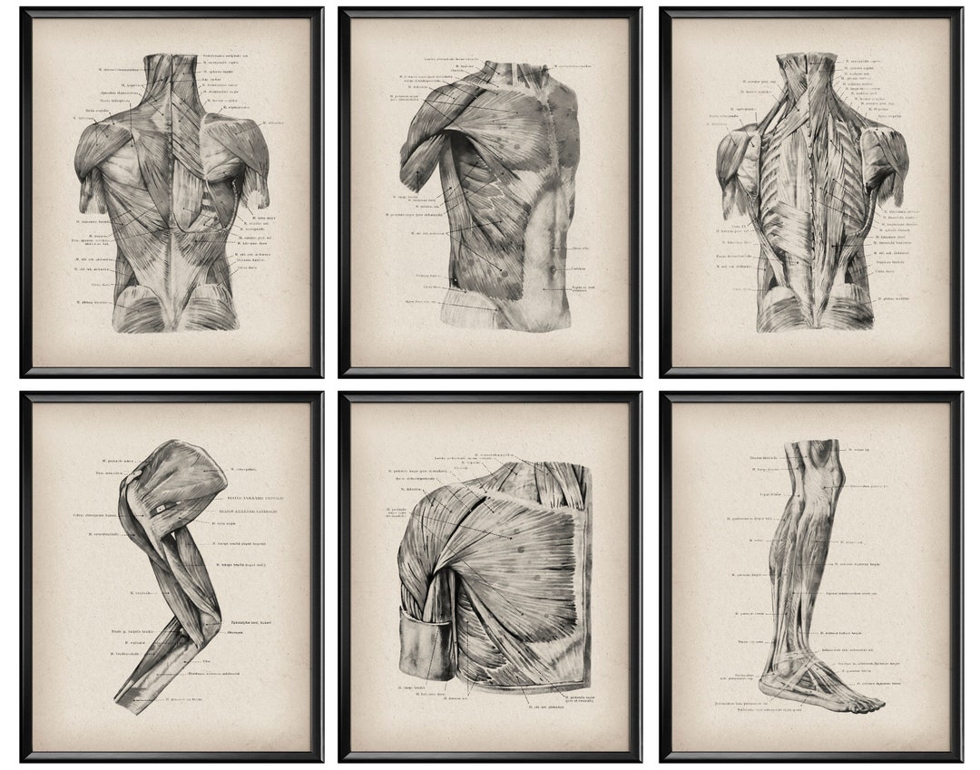 Set 6 Vintage Muscle Anatomy Posters Muscular System Structure Medical ...