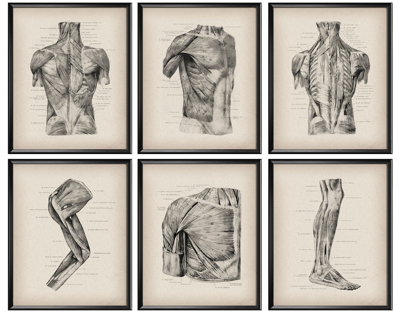 Set 6 Vintage Muscle Anatomy Posters Muscular System Structure Medical ...