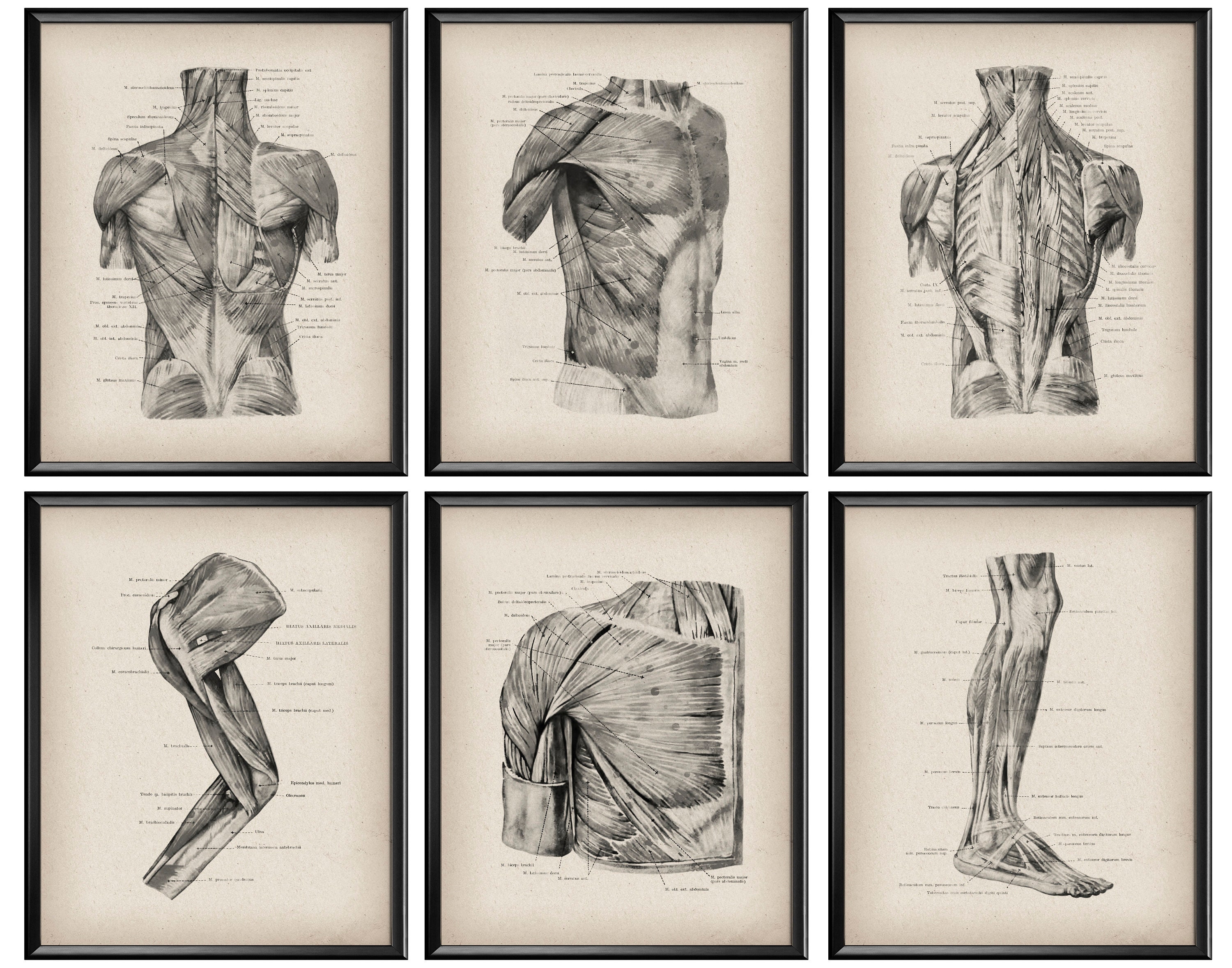 Set 6 Vintage Muscle Anatomy Posters Muscular System Structure Medical Art Massage Therapist ...