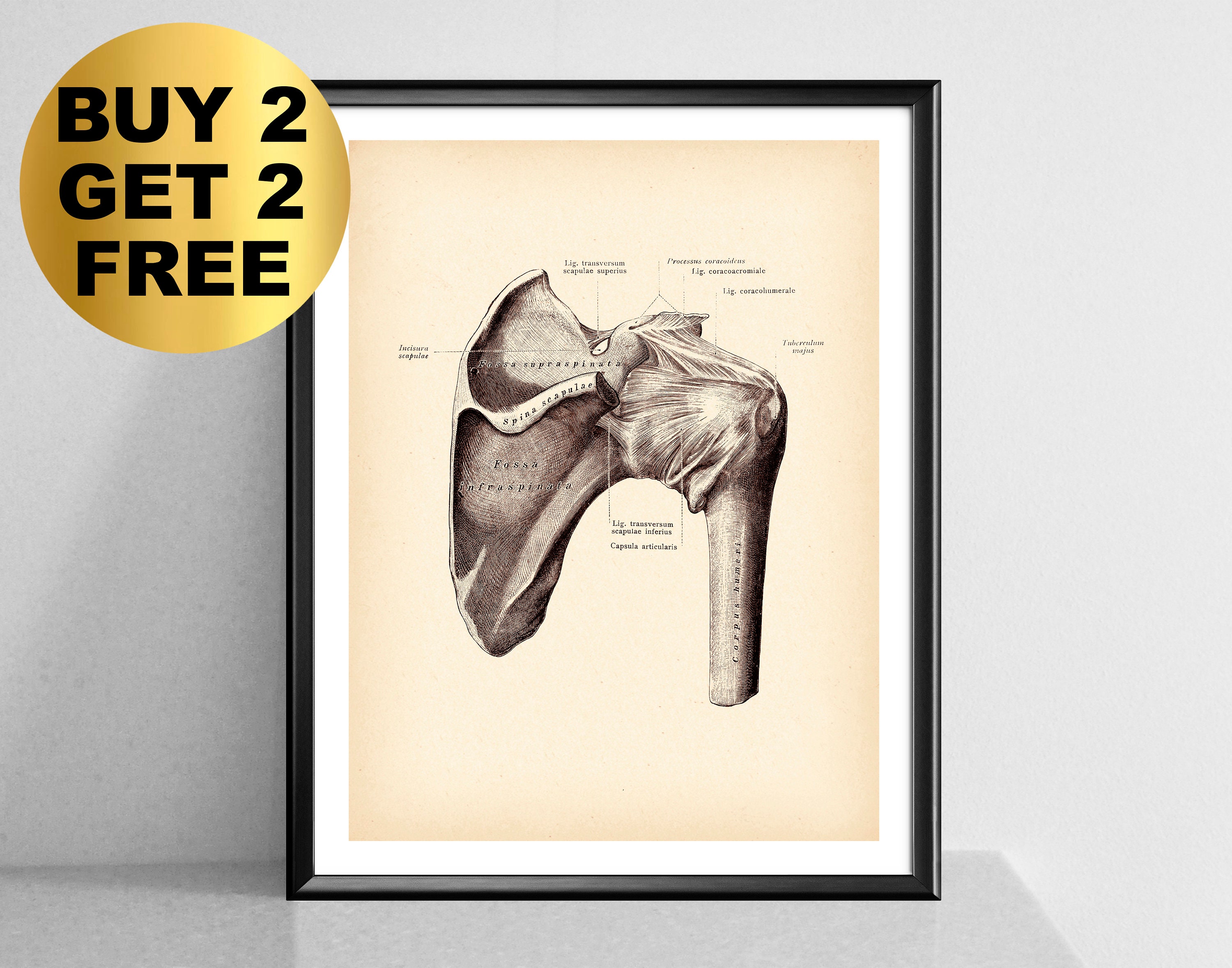 Scapula Art Shoulder Joint Anatomy Medical Art Chiropractor - Etsy