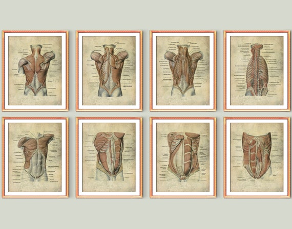 8 Vintage Torso Muscles Anatomy Posters Muscular System - Etsy